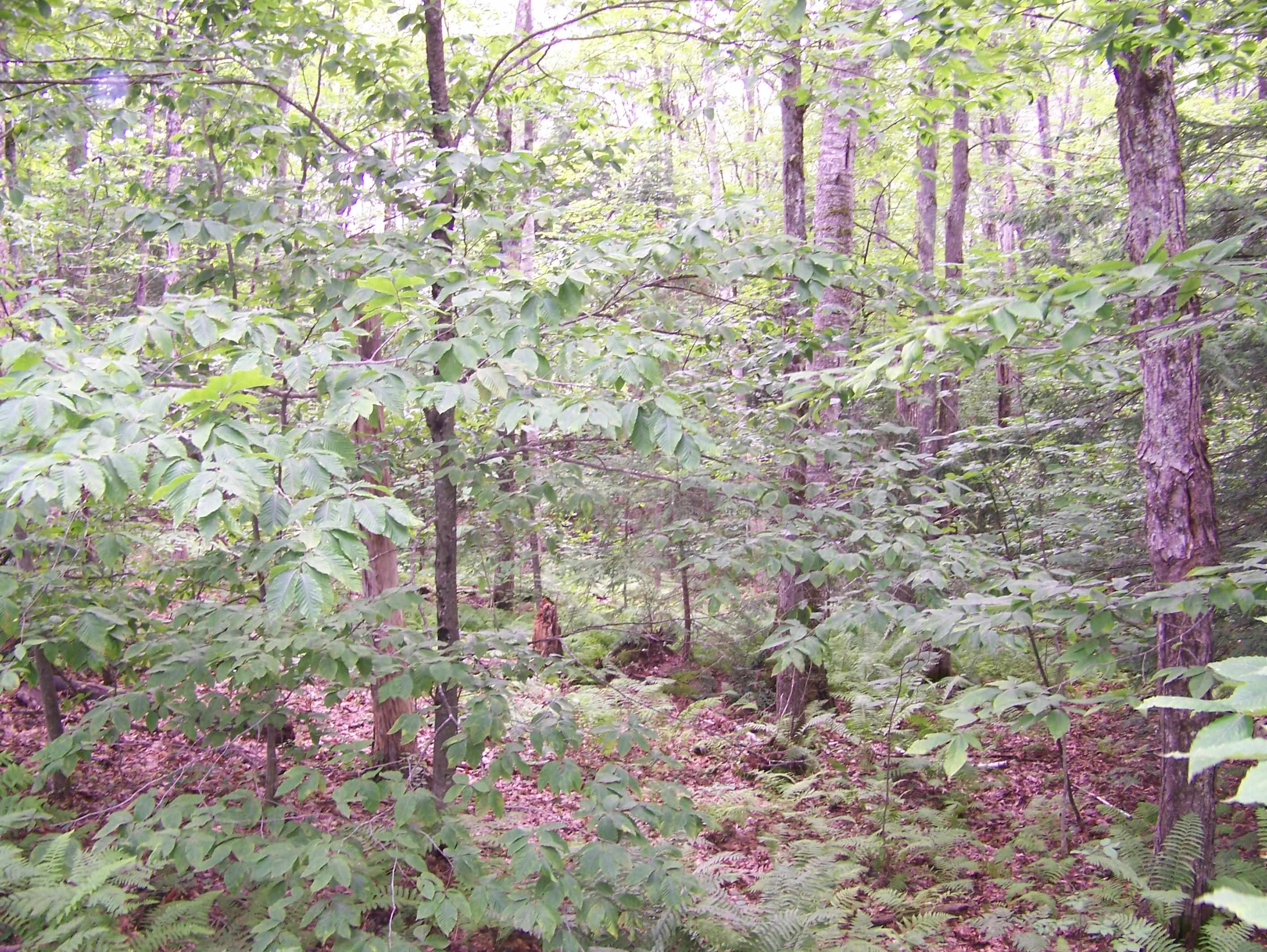 Ledge Hill Rd, Tuftonboro, NH 03816 | MLS# 5051045 | Houzeo